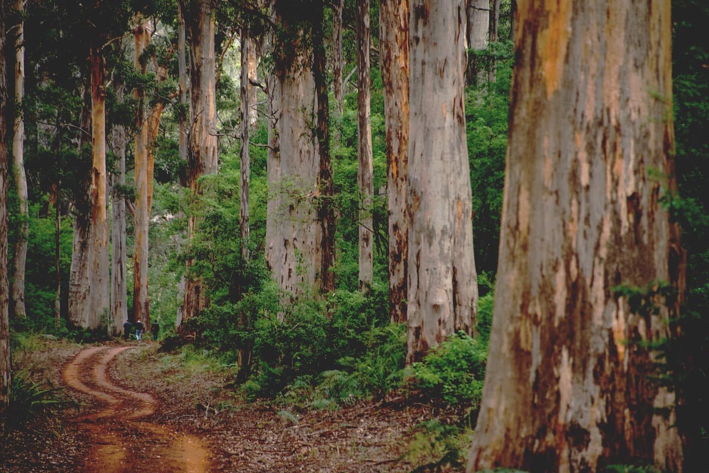 Pemberton Discovery Tours | Green Travel Guide