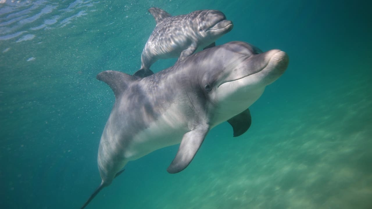 Dolphin Discovery Centre Bunbury | Green Travel Guide
