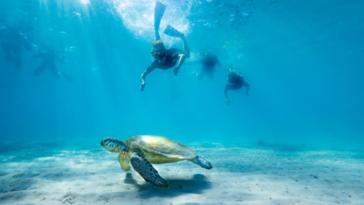 Freedom Fast Cats | Green Travel Guide