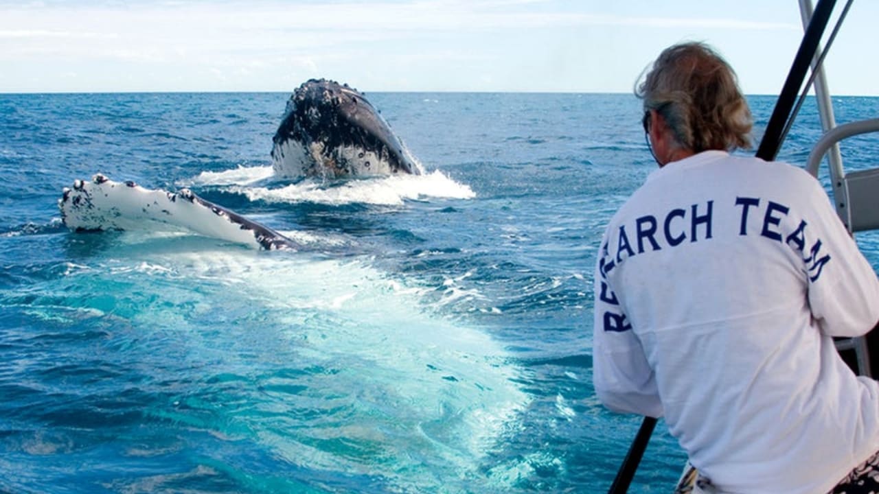 Pacific Whale Foundation Eco Adventures Australia | Green Travel Guide