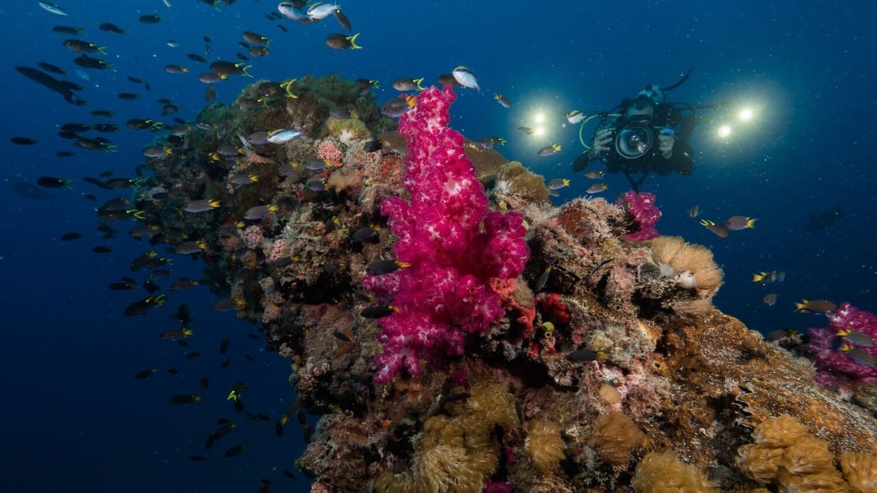 Yongala Dive | Green Travel Guide