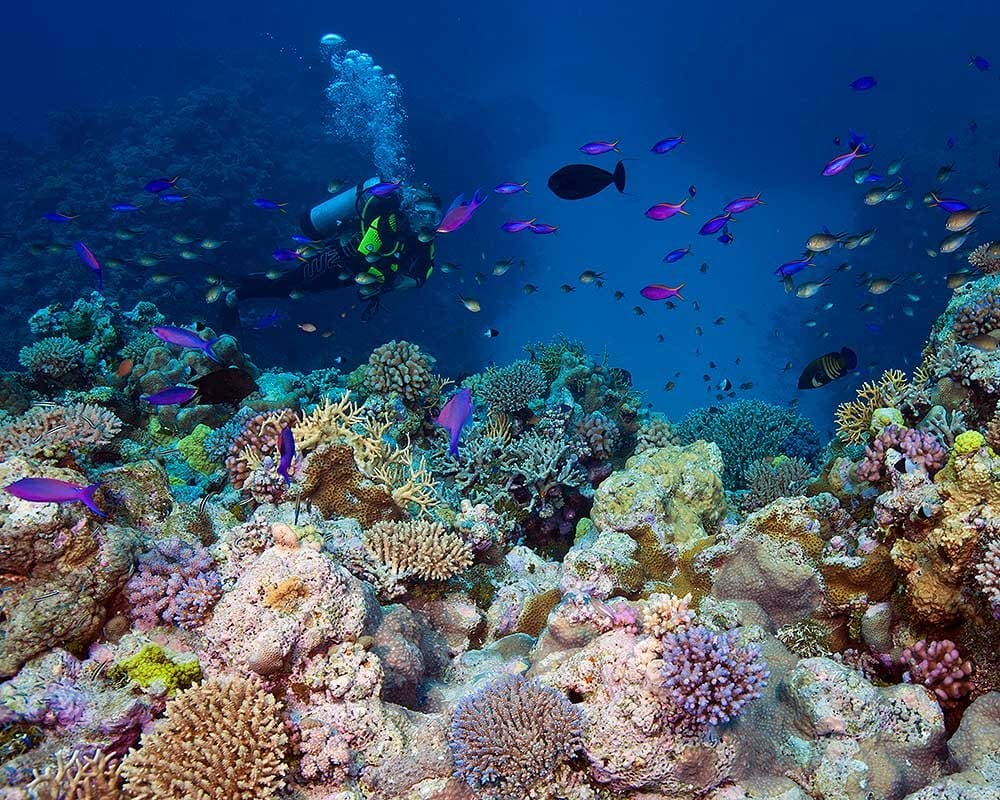 Tusa Reef Tours & Spirit of Freedom | Green Travel Guide